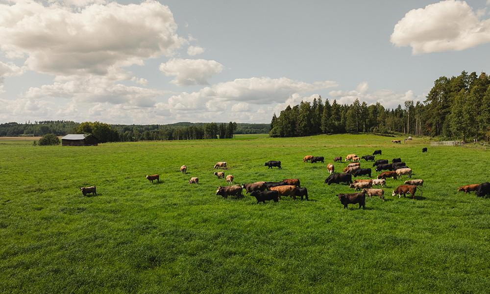 Ruokaketju näkyväksi - MTK-Pohjois-Suomi - MTK